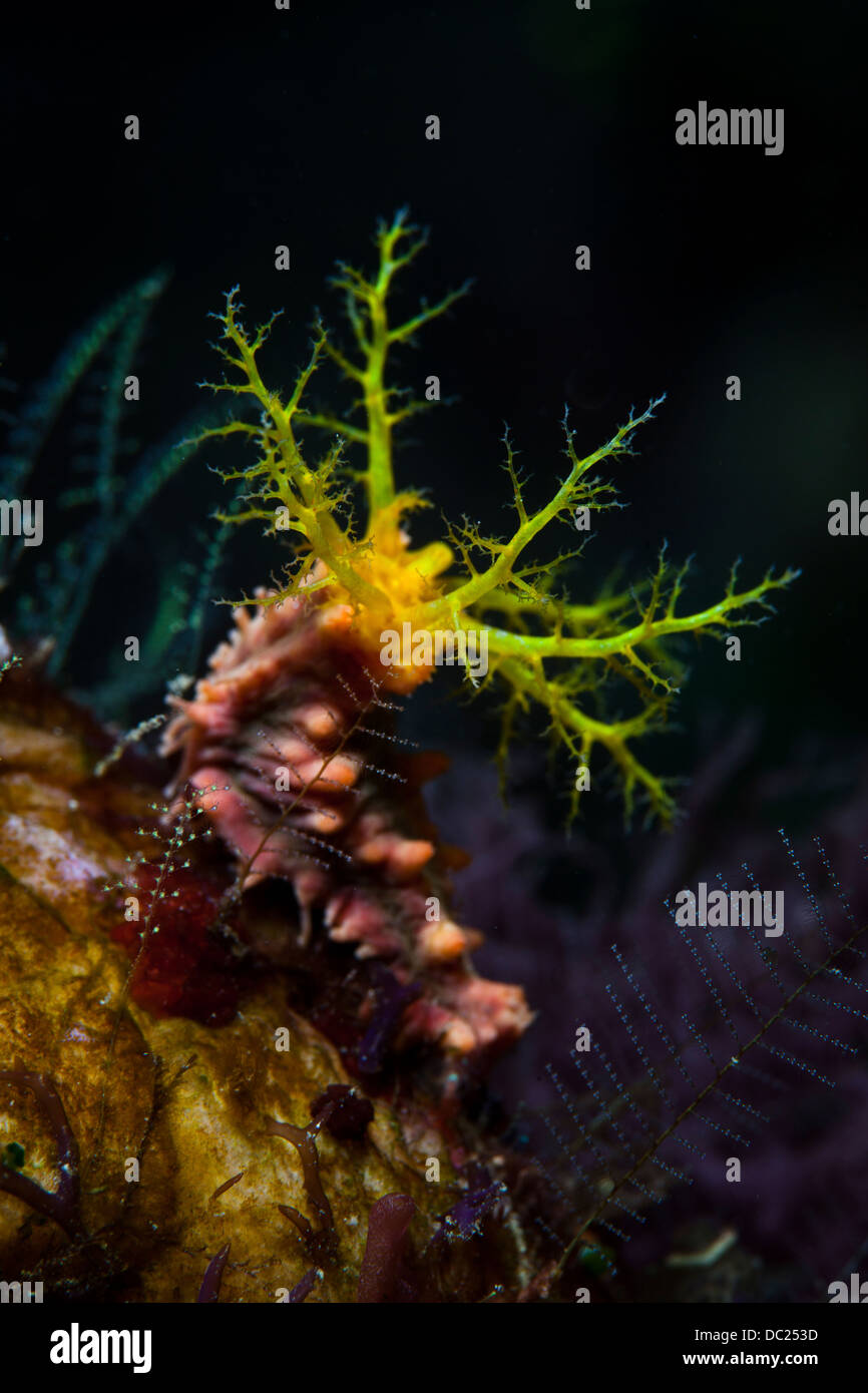 Robust sea cucumbers hi-res stock photography and images - Alamy
