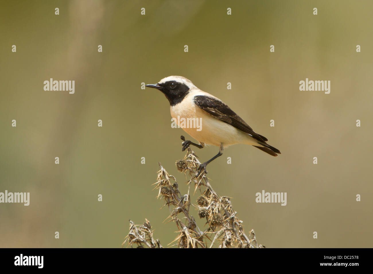 Black eared Wheatear Oenanthe melanoleuca of the eastern race Cyprus ...