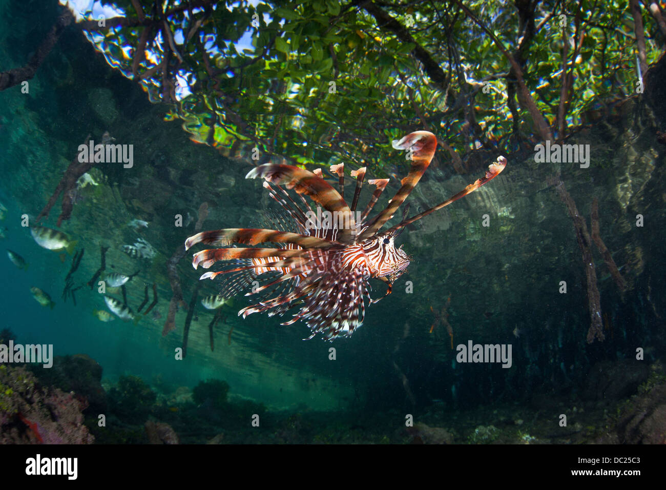 Mangrove habitat fish underwater hi-res stock photography and images ...