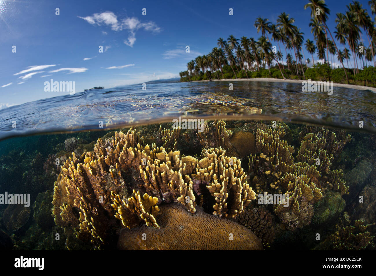 Fire Corals growing near Beach, Millepora sp., Florida Islands, Solomon ...
