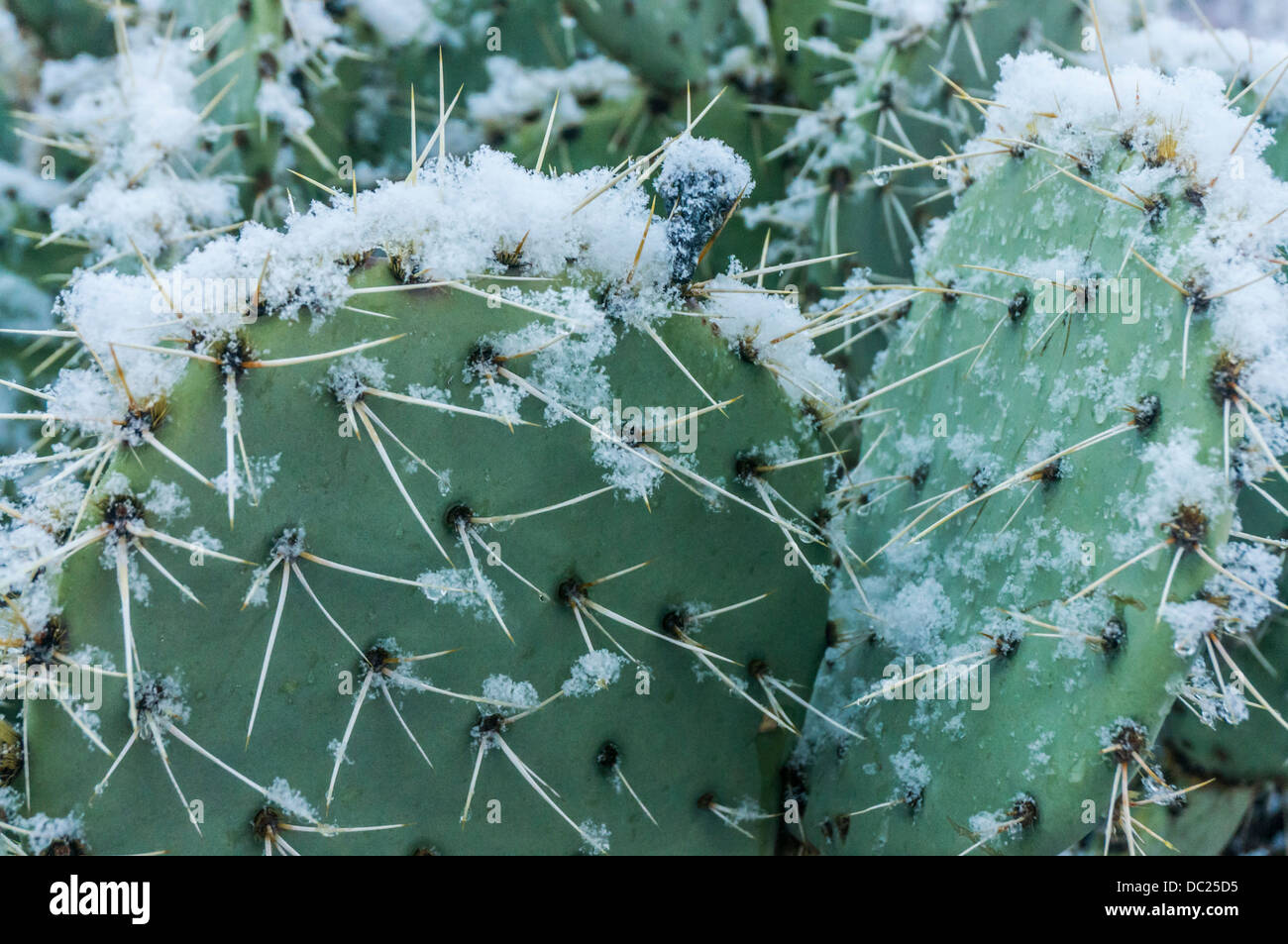 Cactus snow hi-res stock photography and images - Alamy