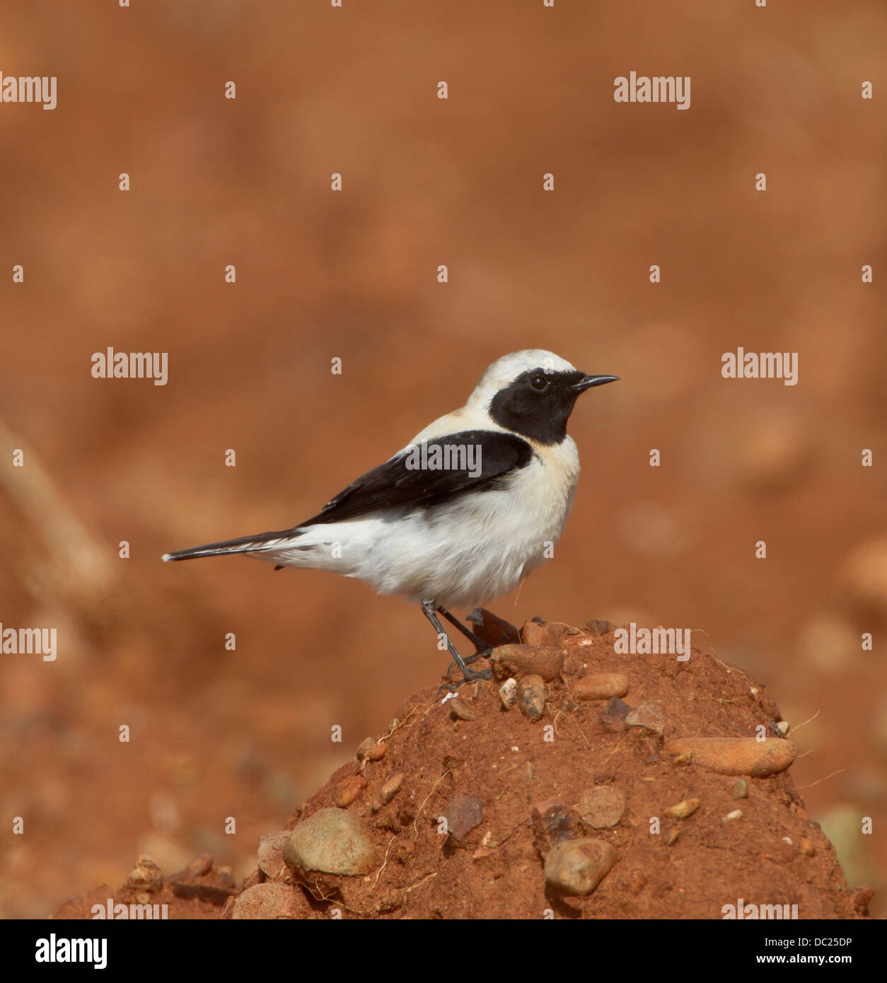 Black eared Wheatear Oenanthe melanoleuca of the eastern race Cyprus ...
