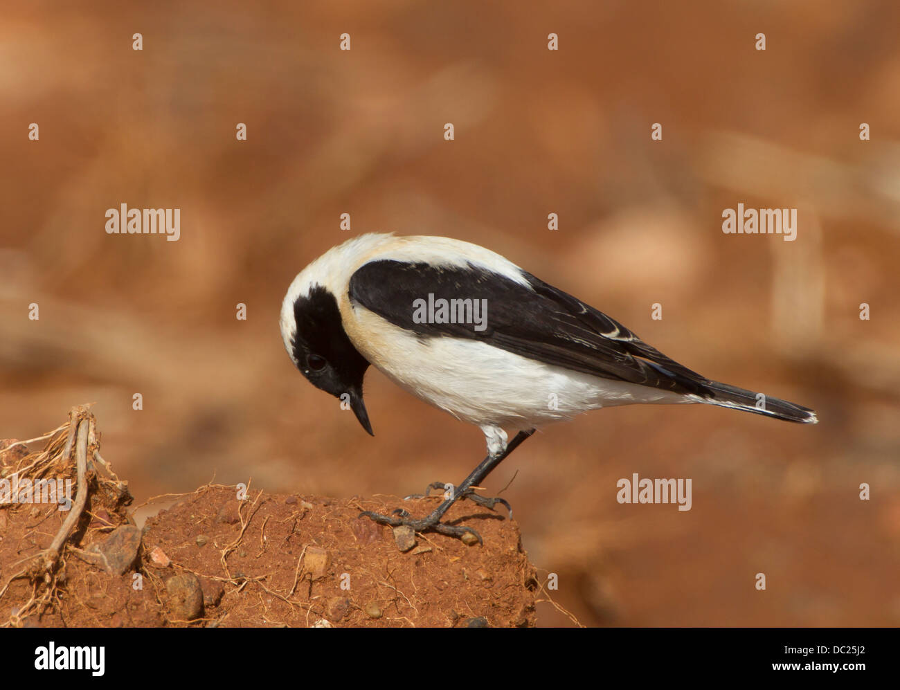 Black eared Wheatear Oenanthe melanoleuca of the eastern race Cyprus ...