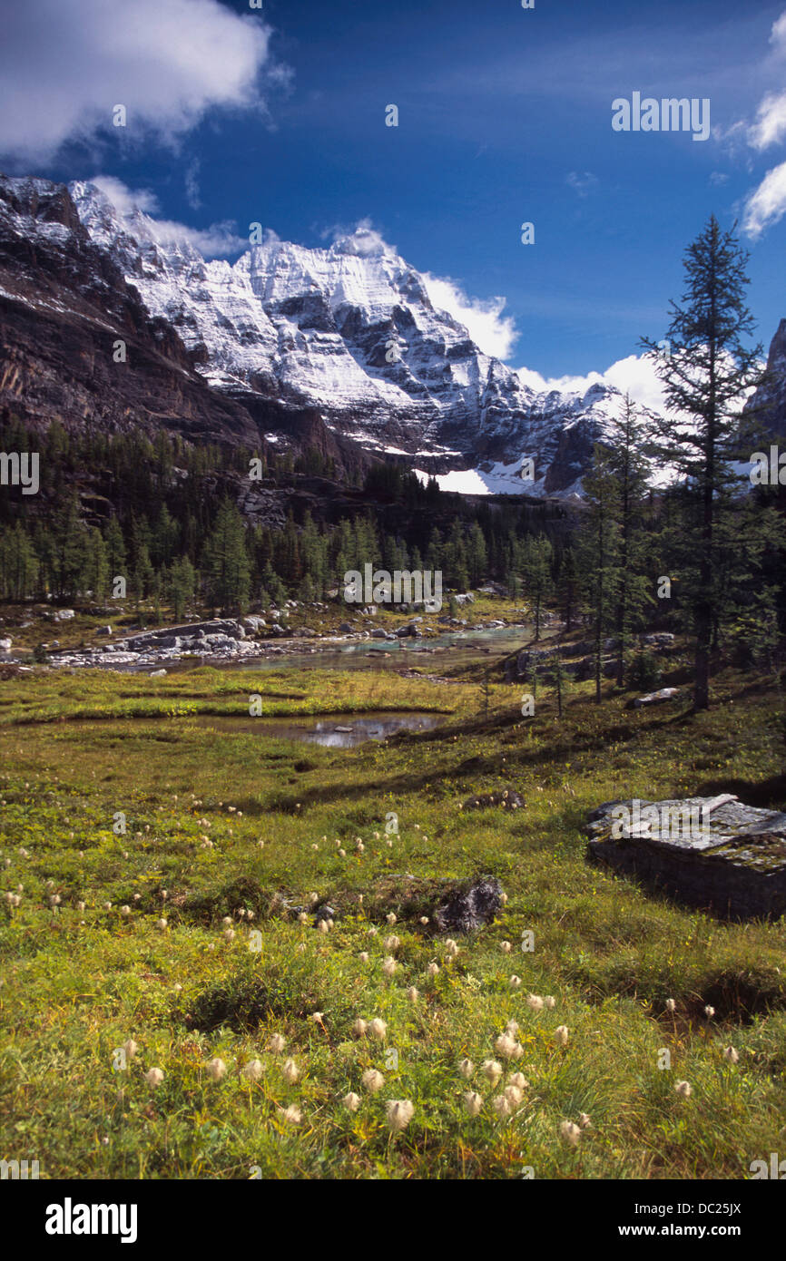 Opabin plateau in the Lake O'Hara region Stock Photo - Alamy
