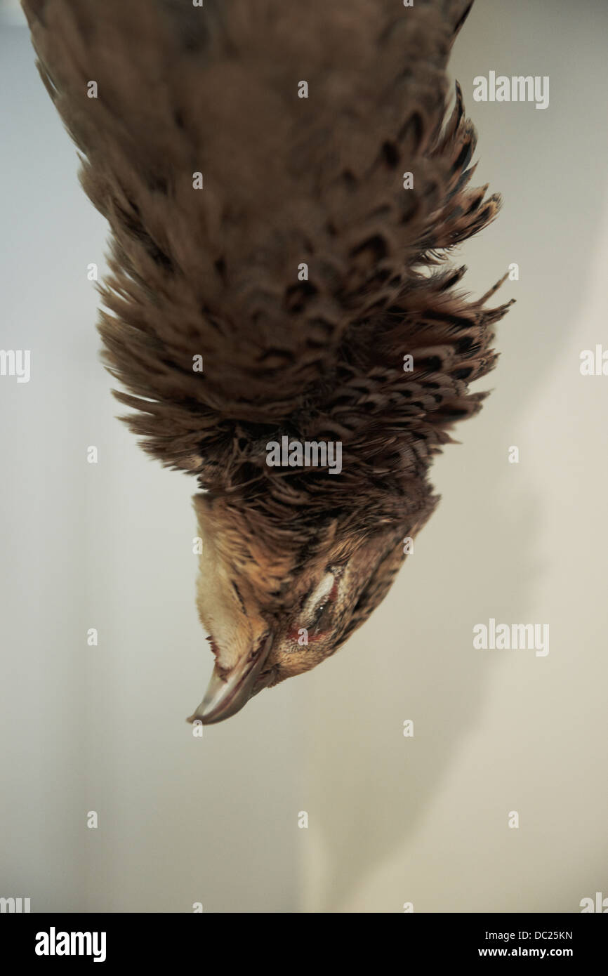 Dead pheasant hanging up Stock Photo - Alamy