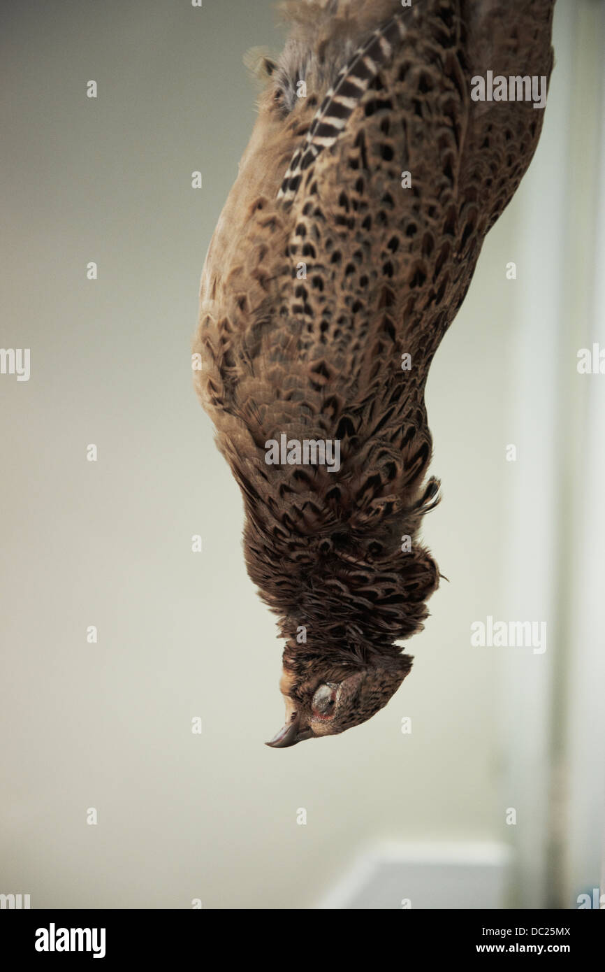 Dead pheasant hanging up Stock Photo - Alamy