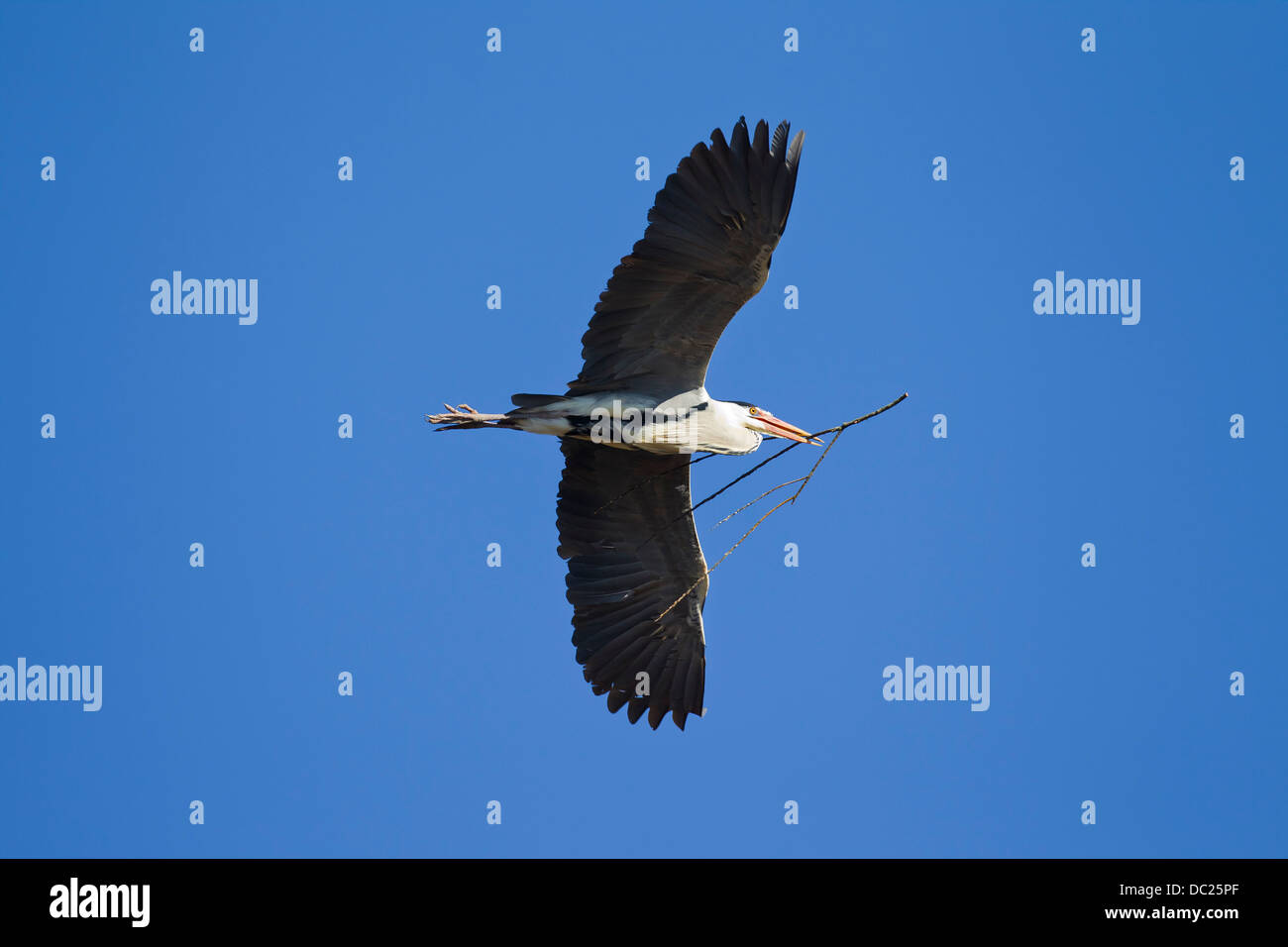Grey heron nest hi-res stock photography and images - Alamy