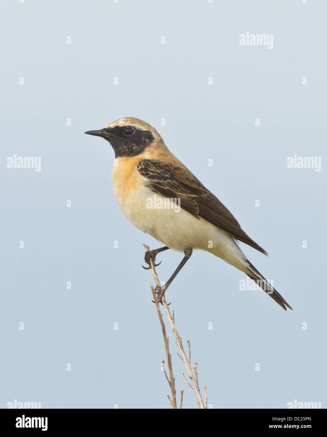 Black eared Wheatear Oenanthe melanoleuca of the eastern race Cyprus ...