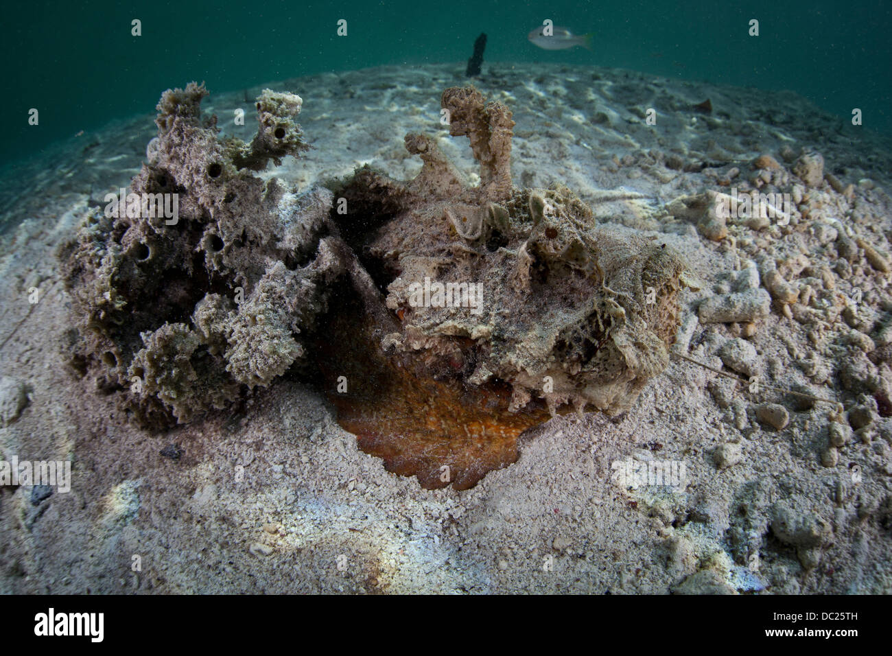 Synanceia horrida hi-res stock photography and images - Alamy
