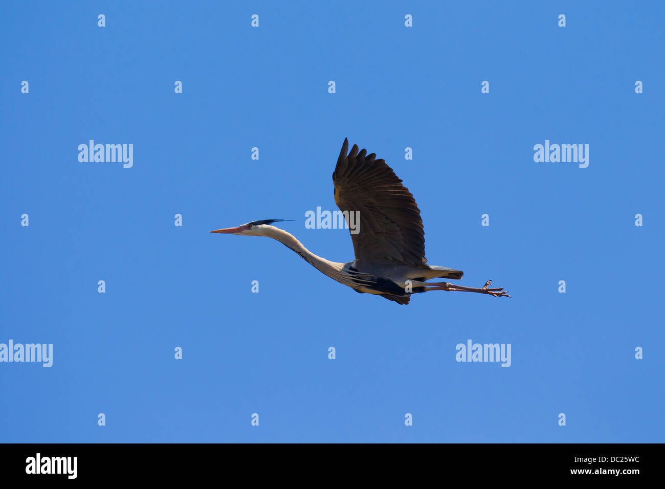 Grey heron flying uk hi-res stock photography and images - Alamy