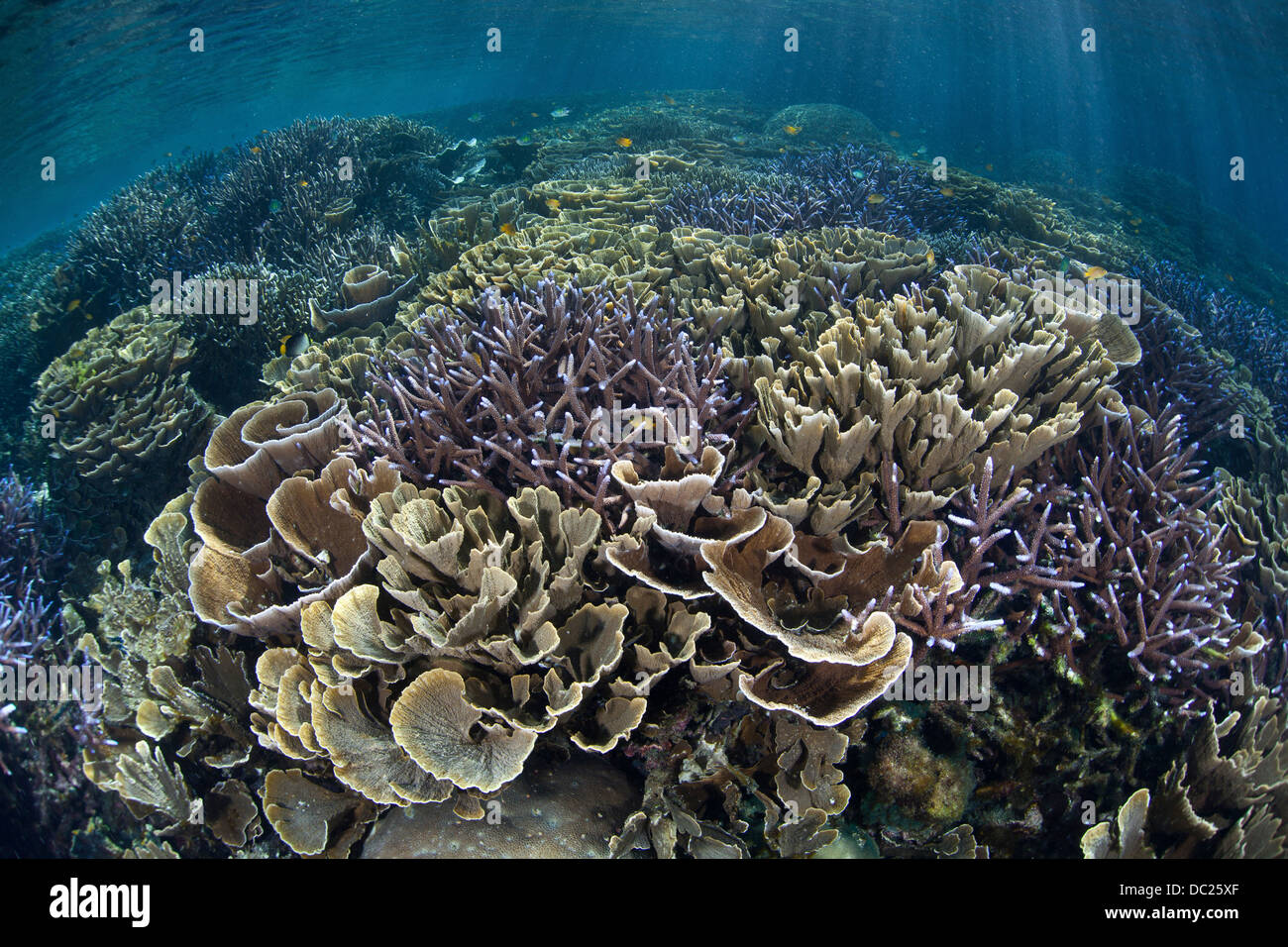 Foliose coral hi-res stock photography and images - Alamy