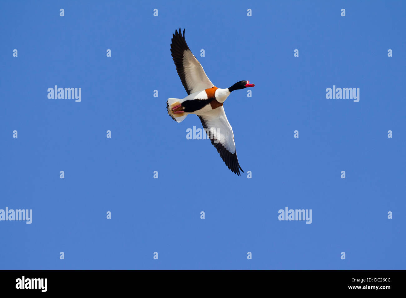 Common shelducks in flight nature hi-res stock photography and images ...