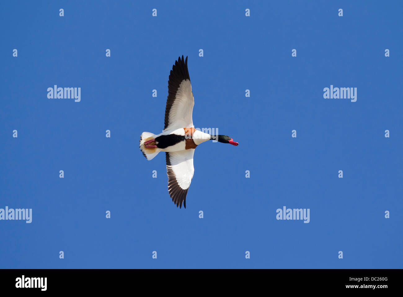 Flying common shelduck hi-res stock photography and images - Alamy