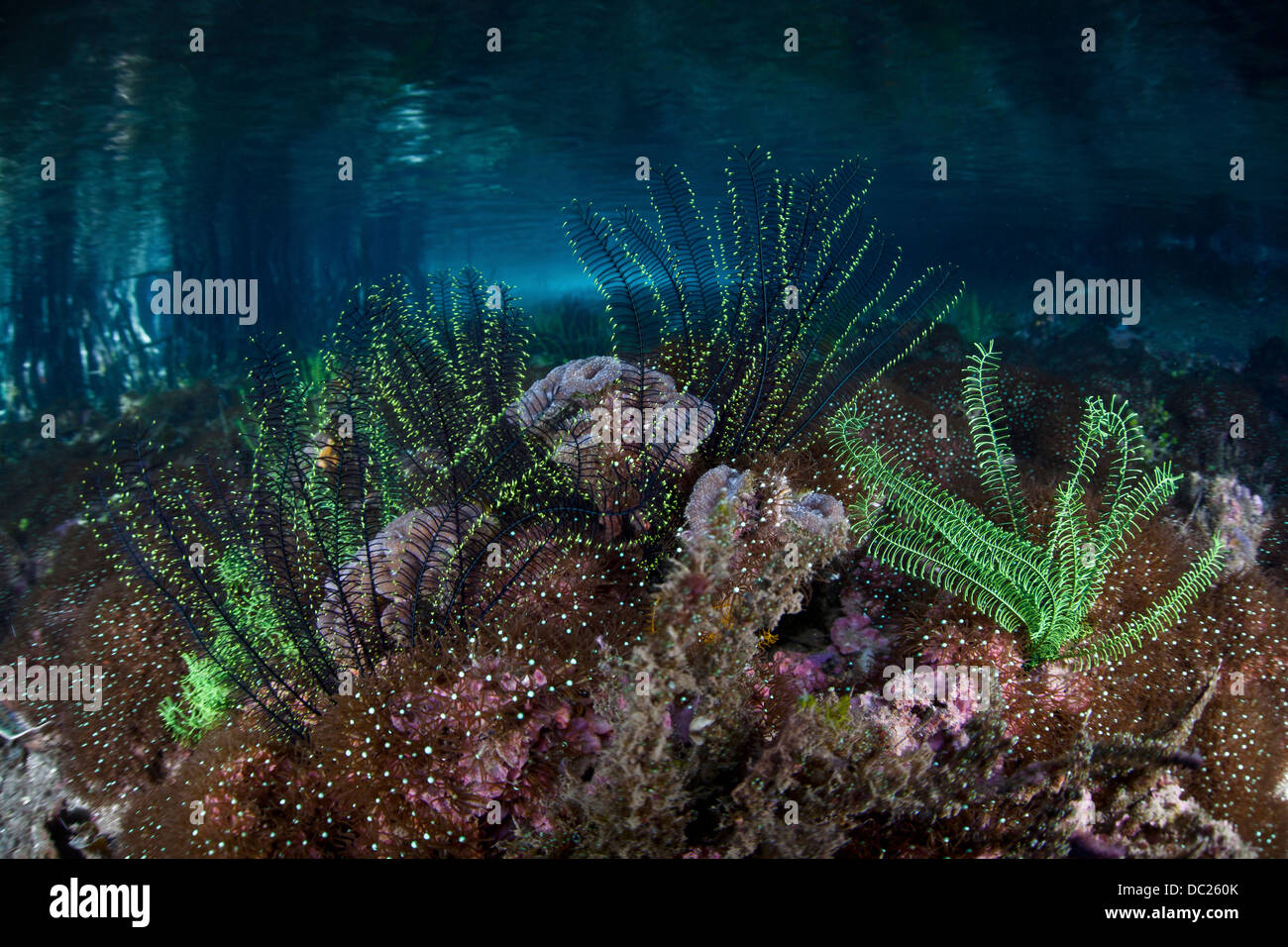 Green Crinoids on Reef, Crinoidea, Raja Ampat, West Papua, Indonesia ...