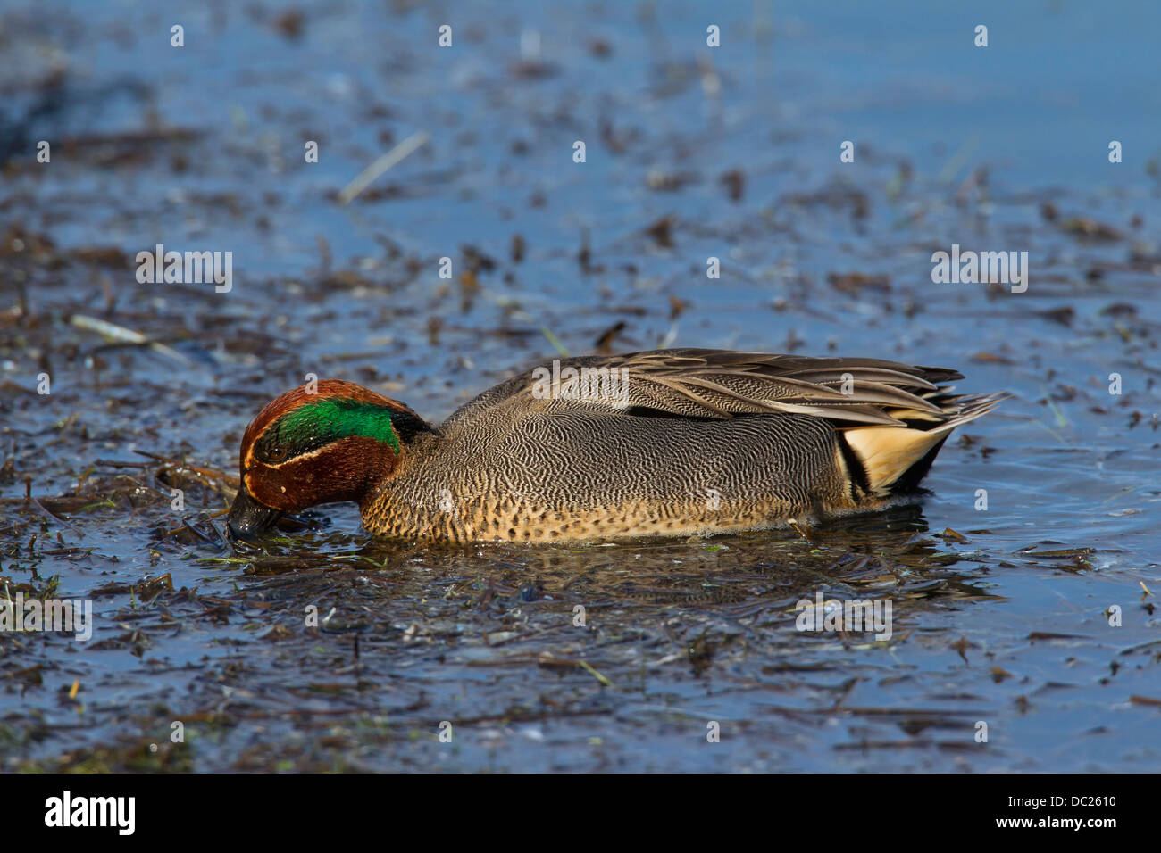 Teal feeding pond uk hi-res stock photography and images - Alamy