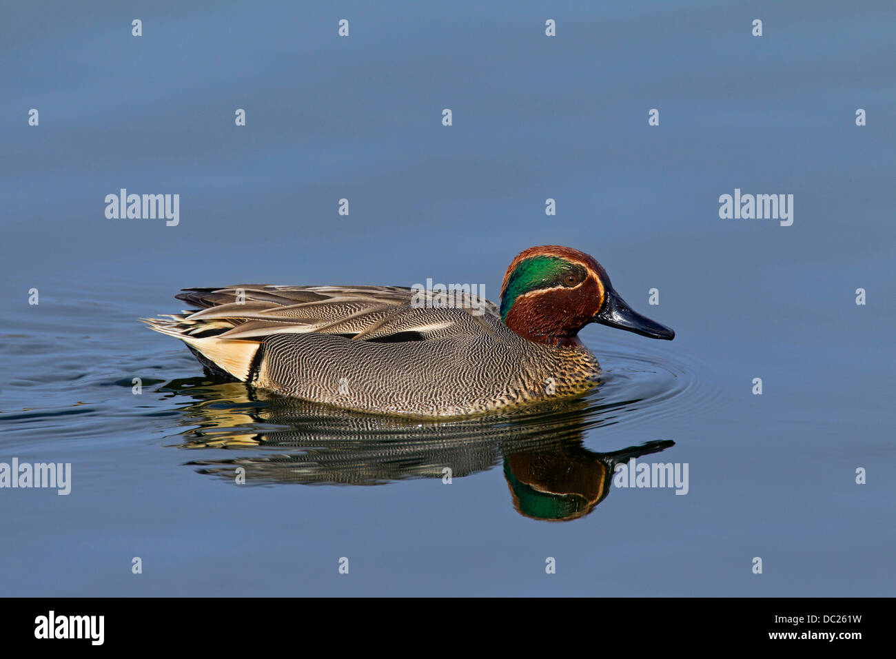 Eurasian Teal / Common Teal (Anas crecca) male swimming in breeding ...