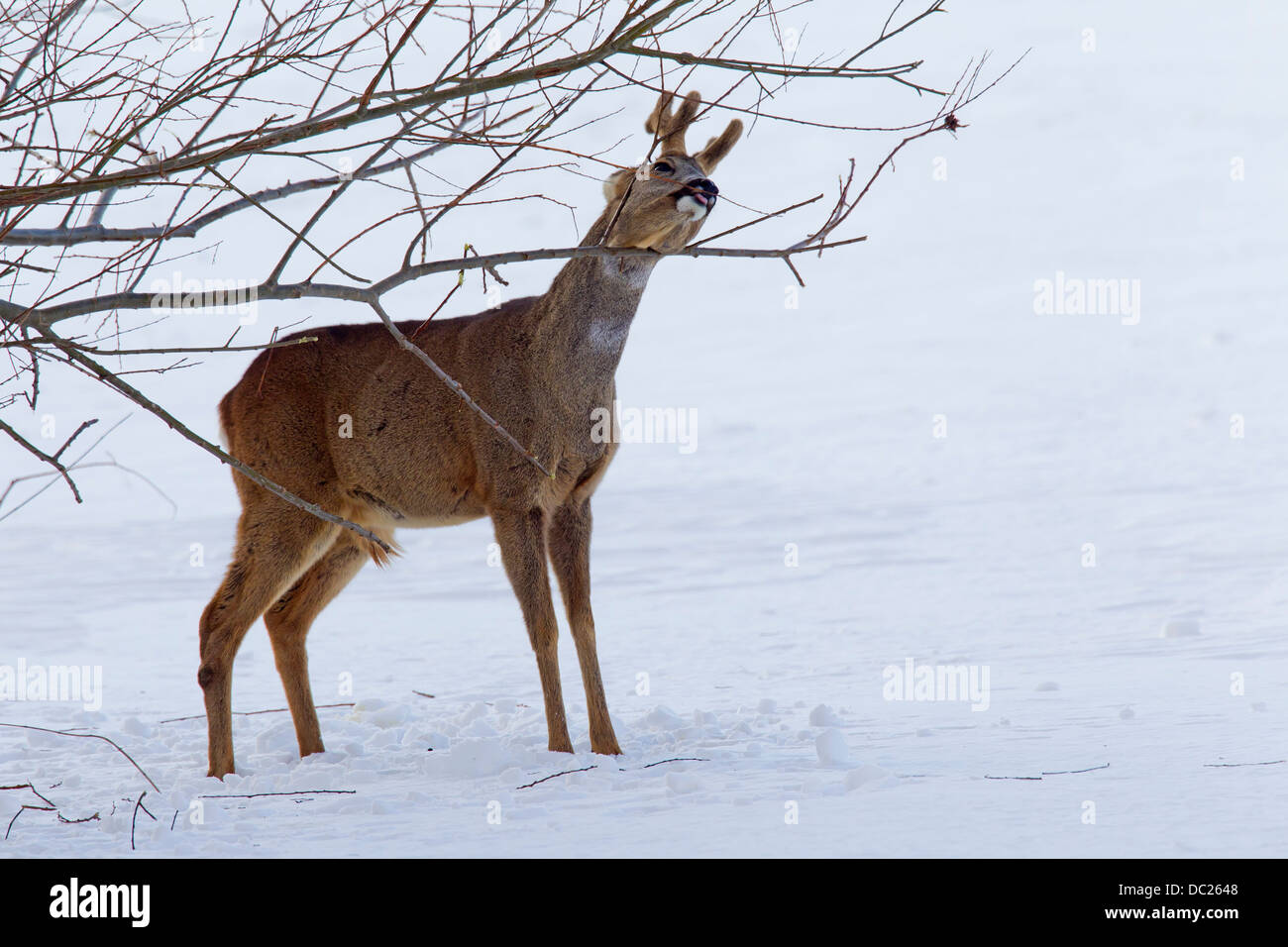 Deer Eating Bark High Resolution Stock Photography and Images - Alamy