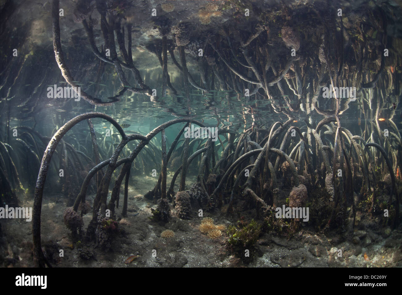 Prop Roots of Mangrove Trees, Rhizophora sp., Raja Ampat, West Papua ...