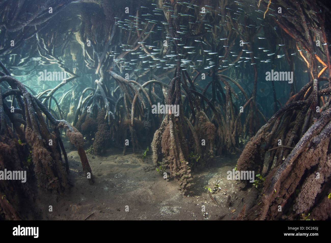 Prop Roots of Mangrove Trees, Rhizophora sp., Raja Ampat, West Papua ...