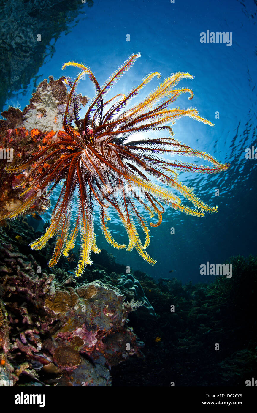 Multi-colored Crinoid, Crinoidea, Misool, West Papua, Indonesia Stock ...