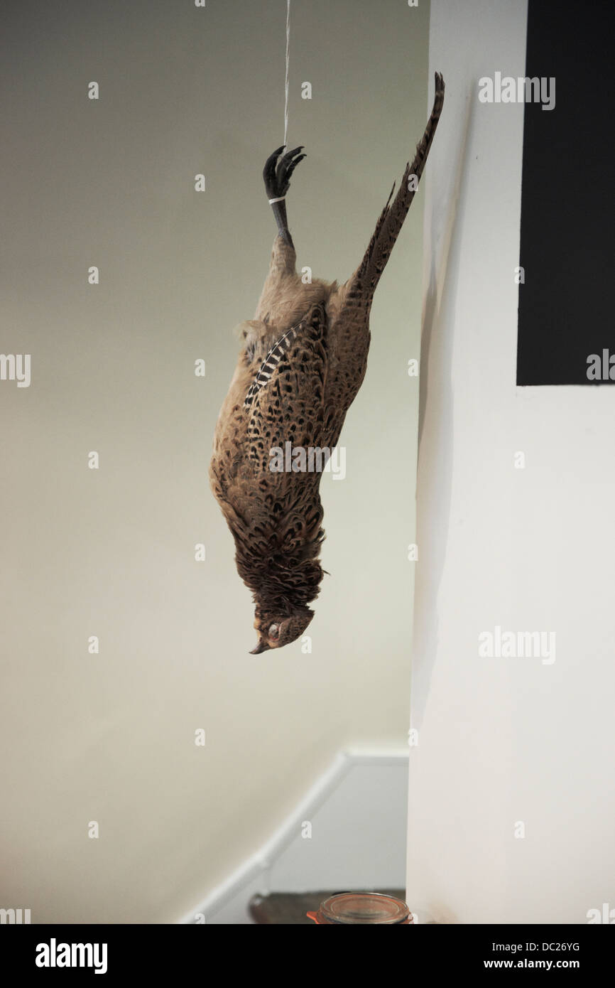 Dead pheasant hanging up Stock Photo - Alamy
