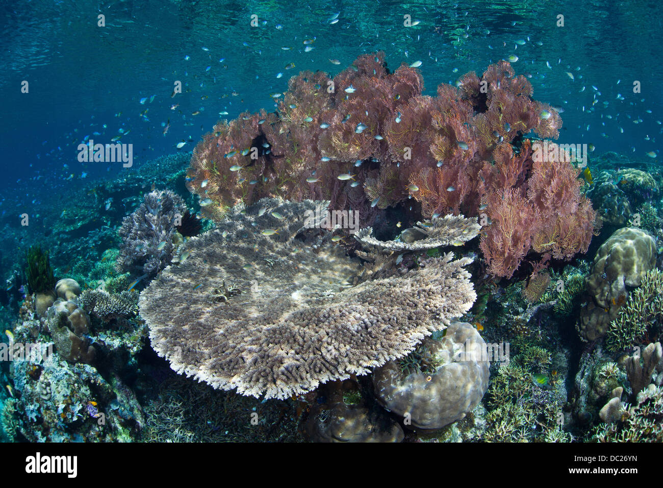 Reef building corals hi-res stock photography and images - Alamy