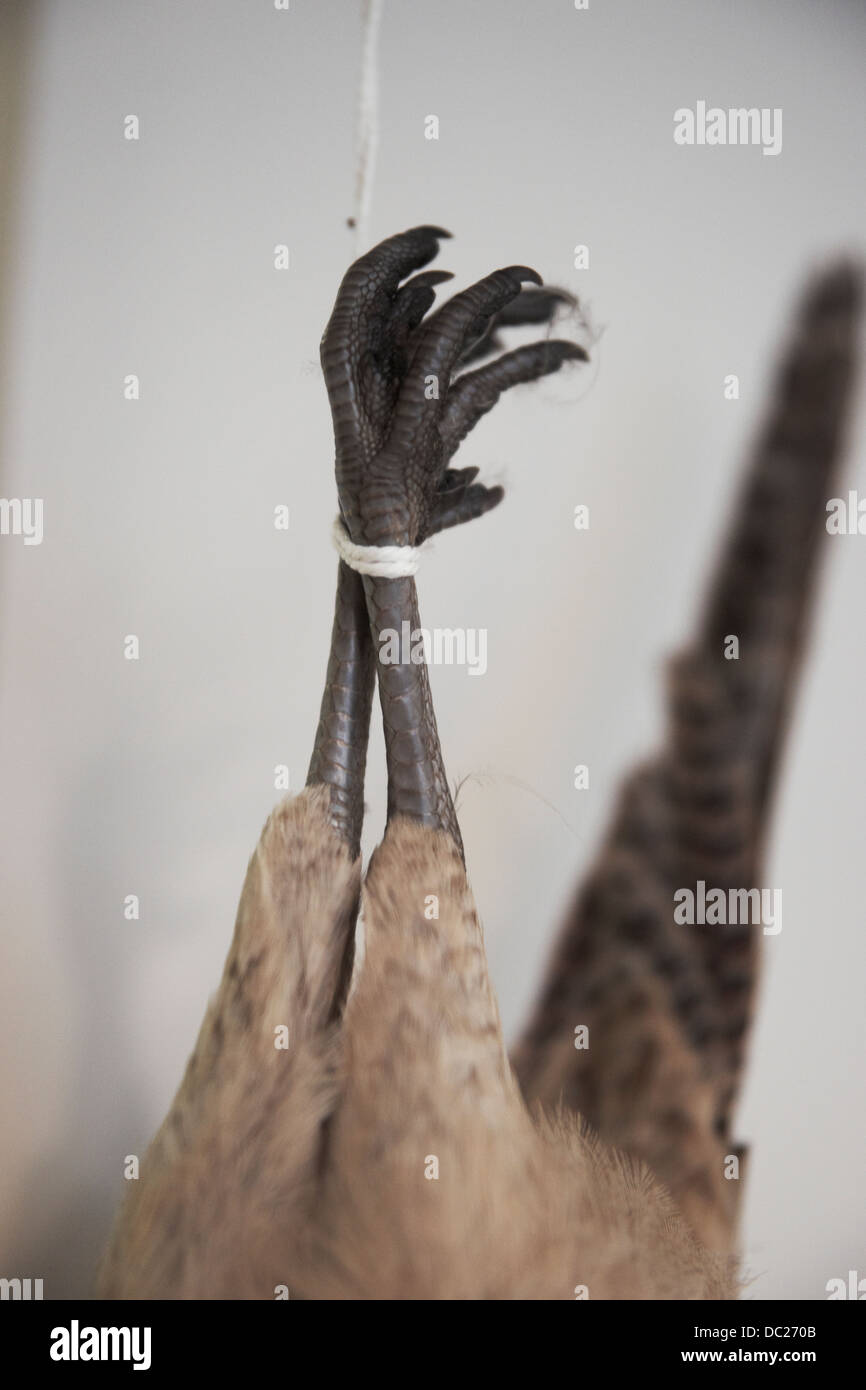 Dead pheasant hanging up Stock Photo - Alamy