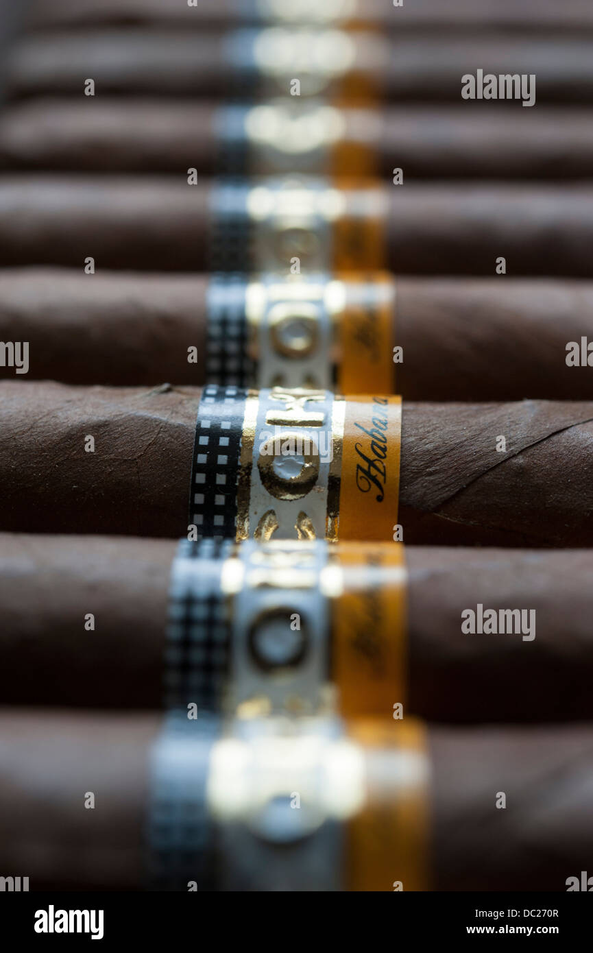 Cohiba esplendido havana cigars from Cuba Stock Photo - Alamy