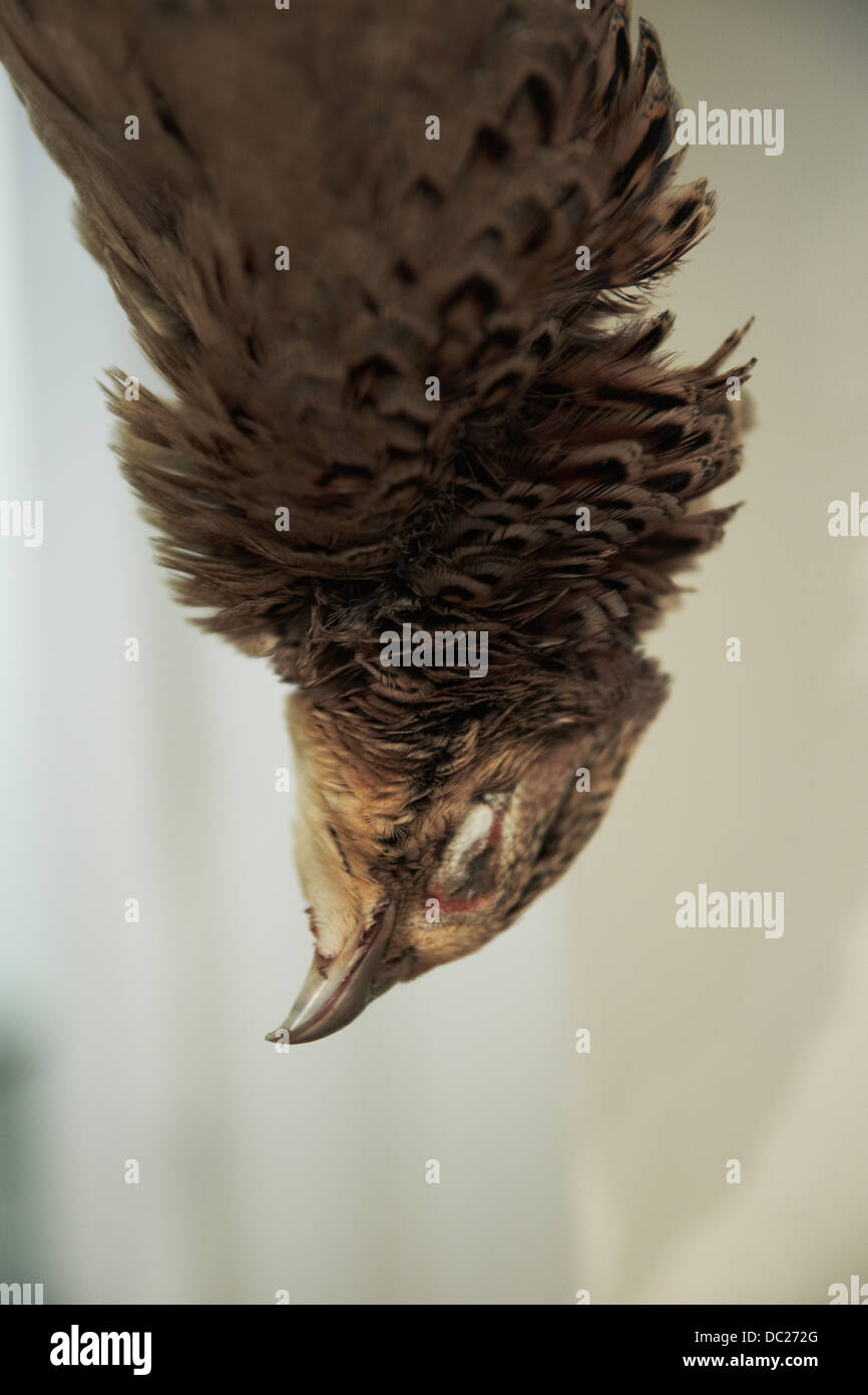 Dead pheasant hanging up Stock Photo - Alamy