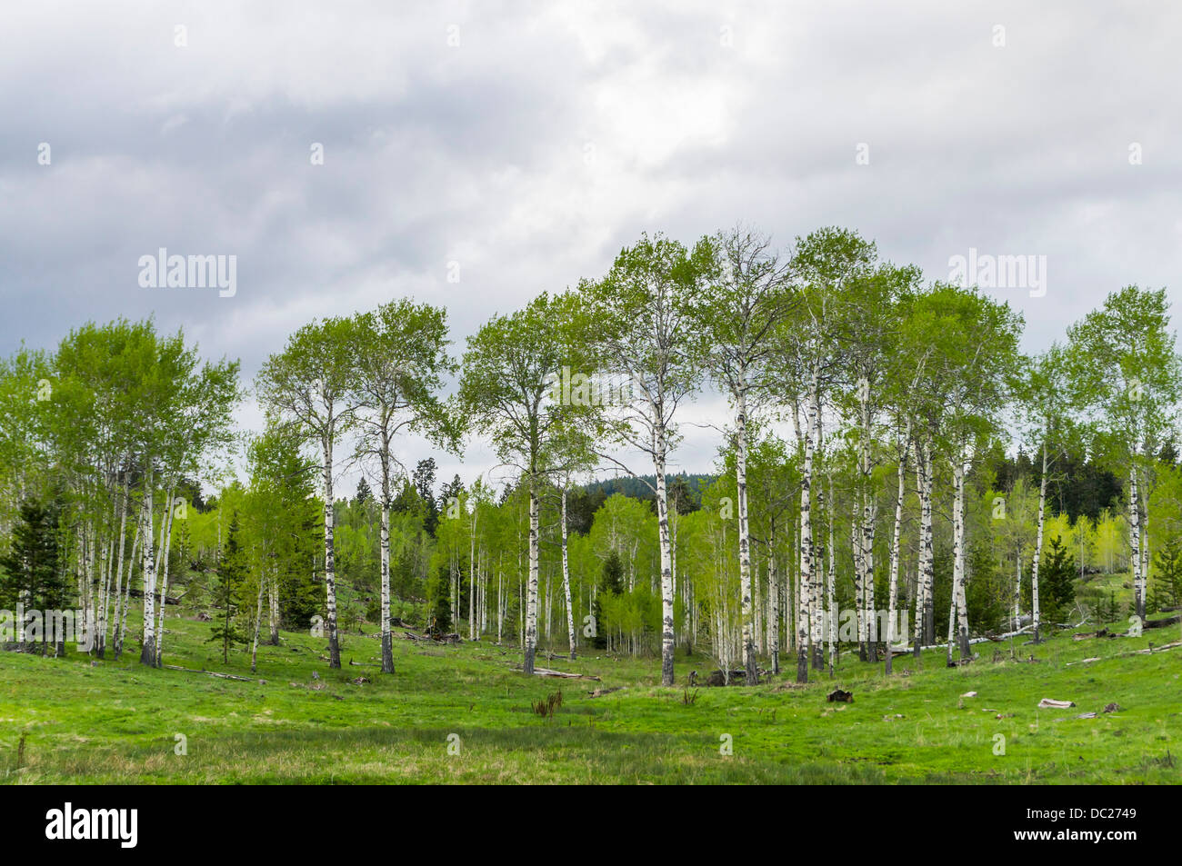 Grove spring aspen trees hi-res stock photography and images - Alamy