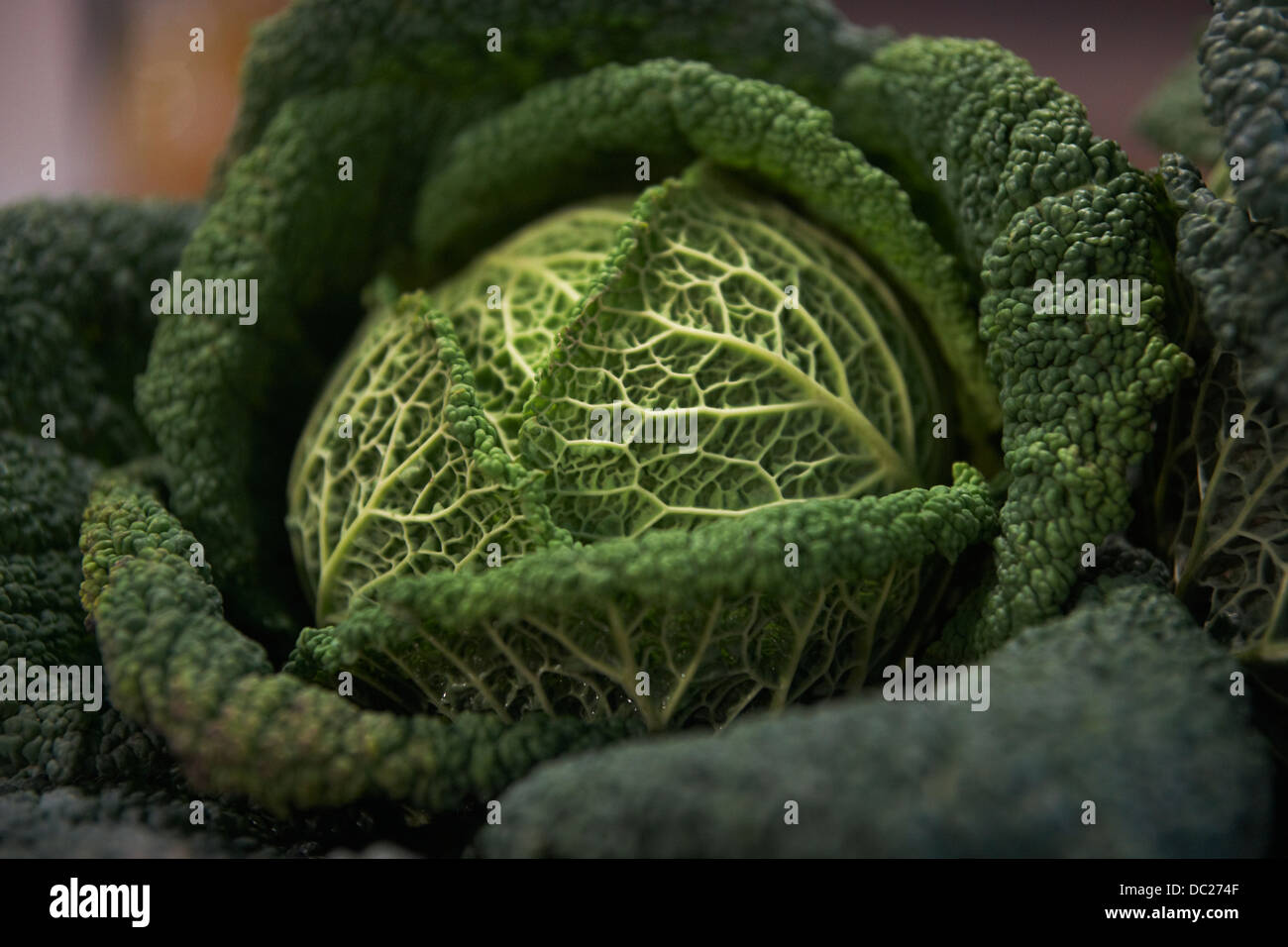 Organic cabbage hi-res stock photography and images - Alamy