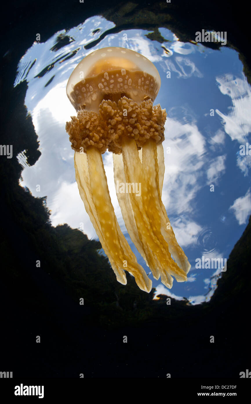 Mastigias Jellyfish, Mastigias papua, Misool, West Papua, Indonesia ...
