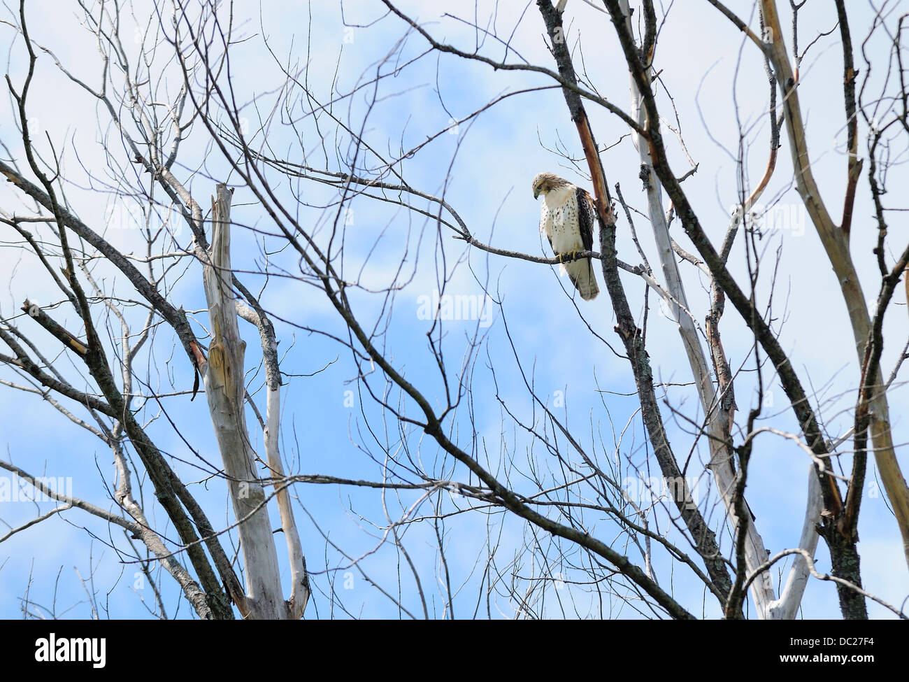 Red tailed hawk perched hi-res stock photography and images - Alamy
