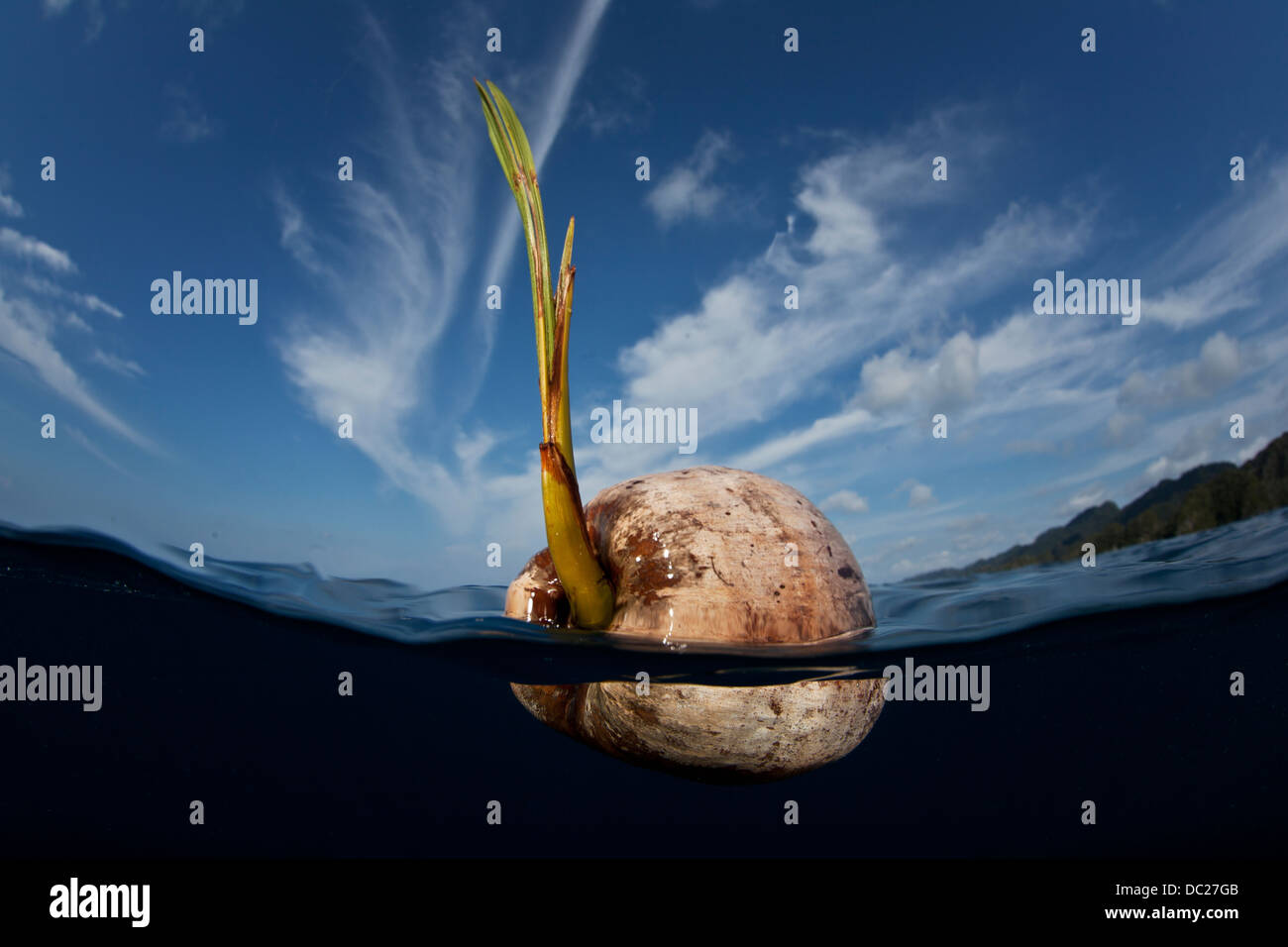 Germinated Coconut floats in Ocean, Cocos nucifera, Misool, West Papua ...