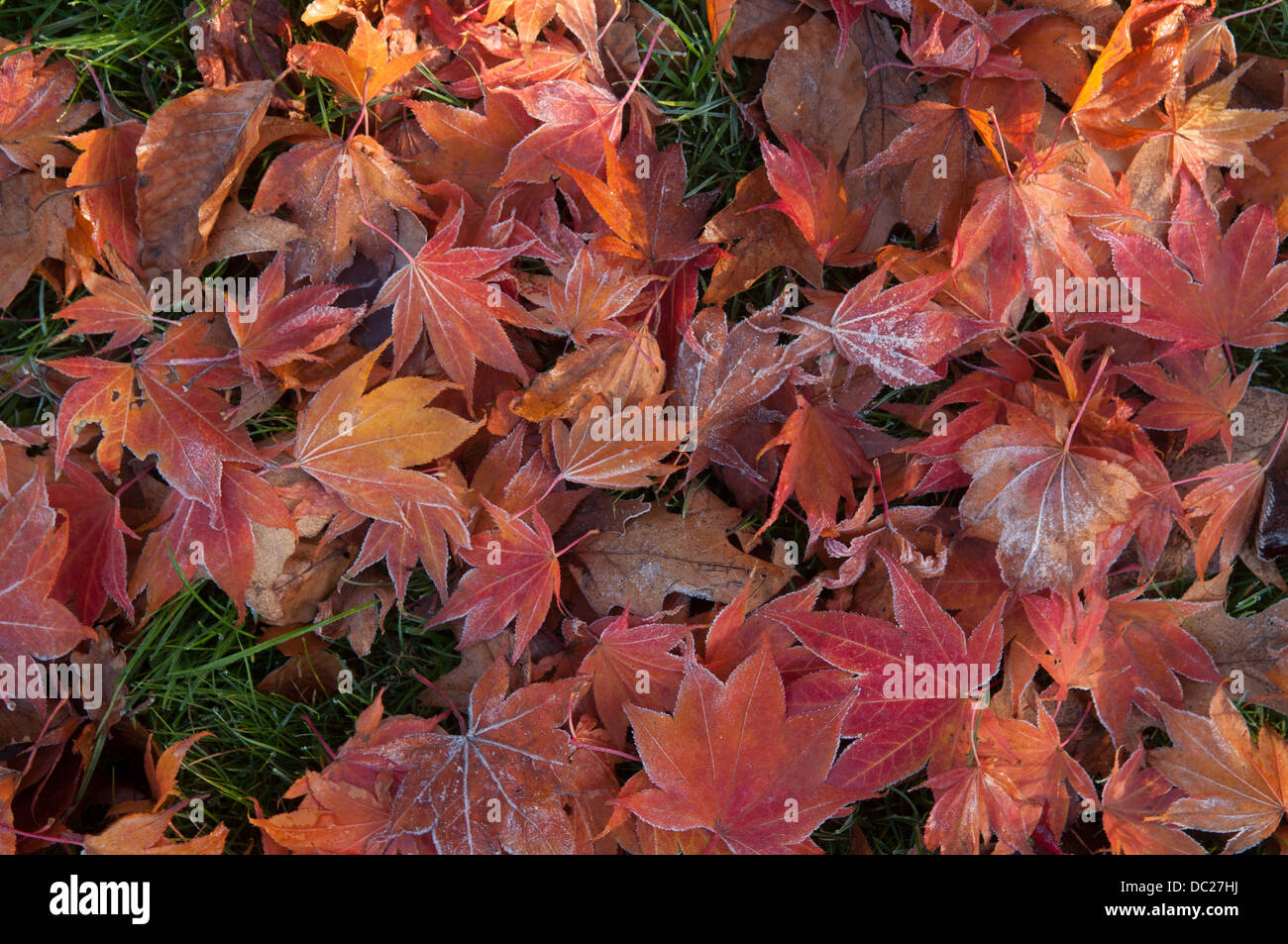 Japanese maple leaves in autumn Stock Photo - Alamy