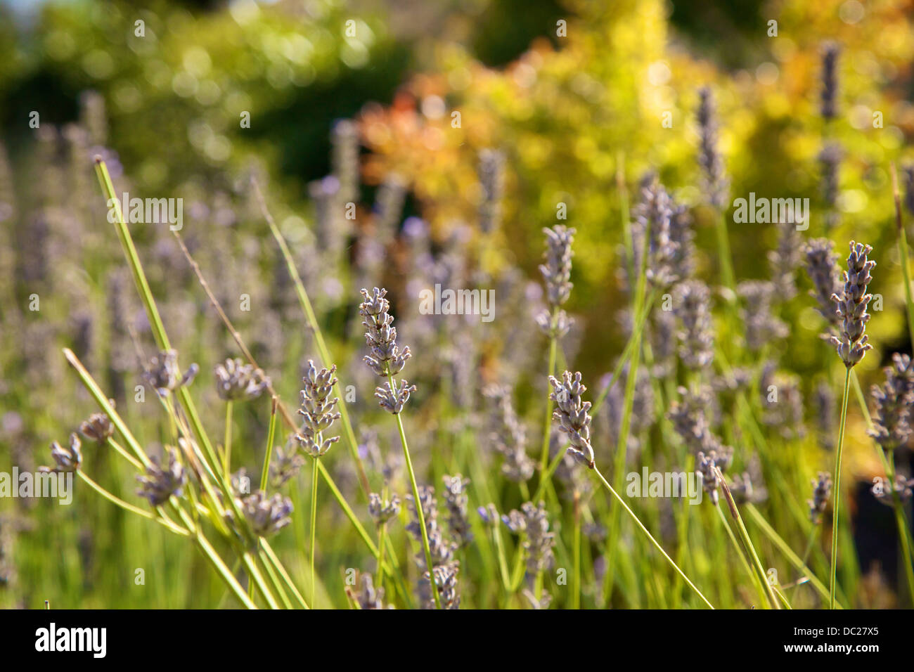 Field Of Lavanda High Resolution Stock Photography and Images - Alamy