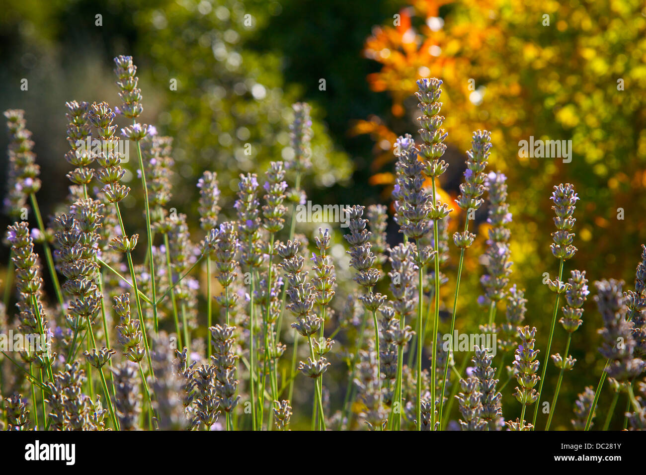 Field of lavanda hi-res stock photography and images - Alamy