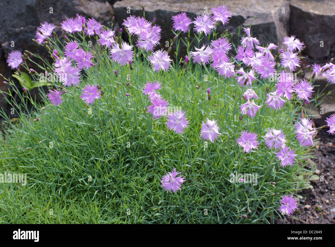 Purple carnations Dianthus plumarius Stock Photo - Alamy