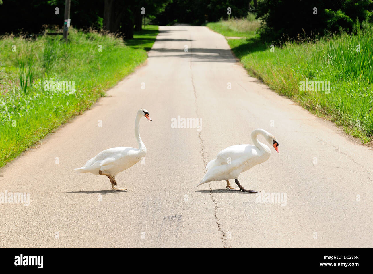 Female crossing country road hi-res stock photography and images - Alamy