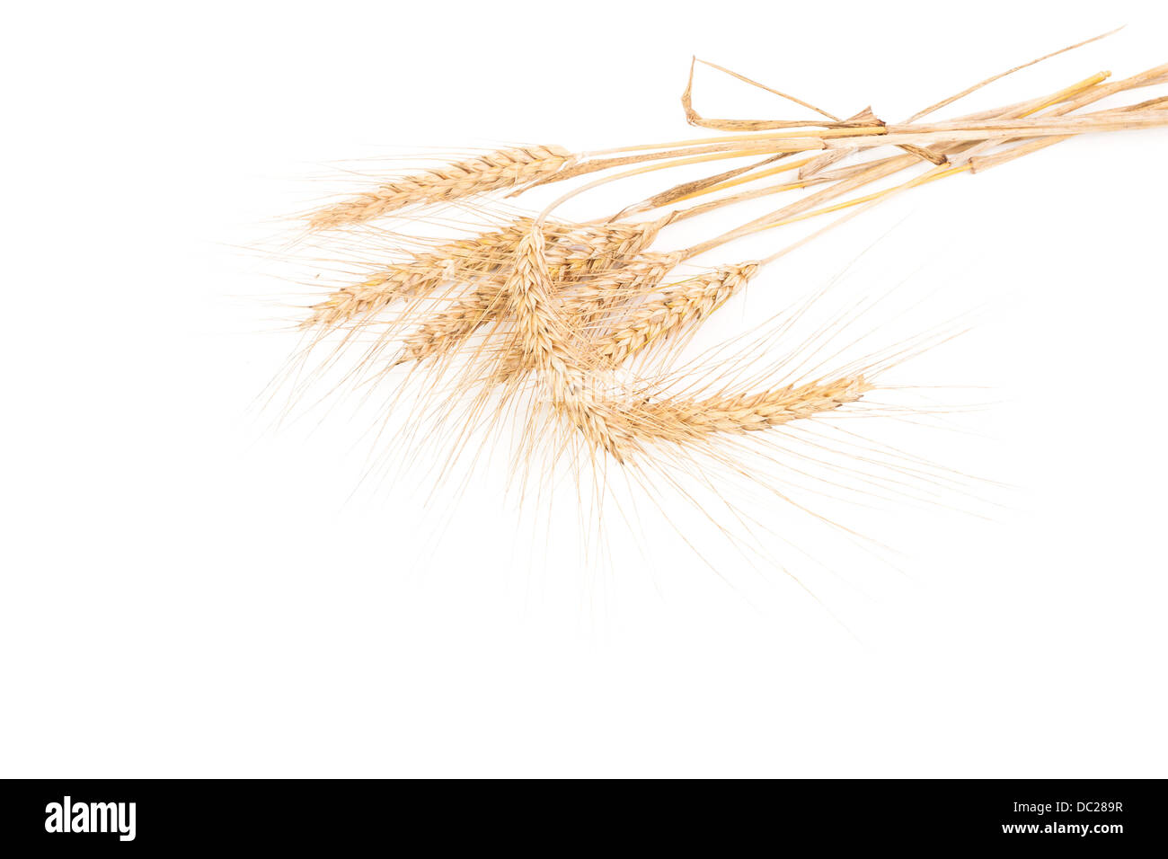Closeup of ripe wheat ears Cut Out Stock Images & Pictures - Alamy