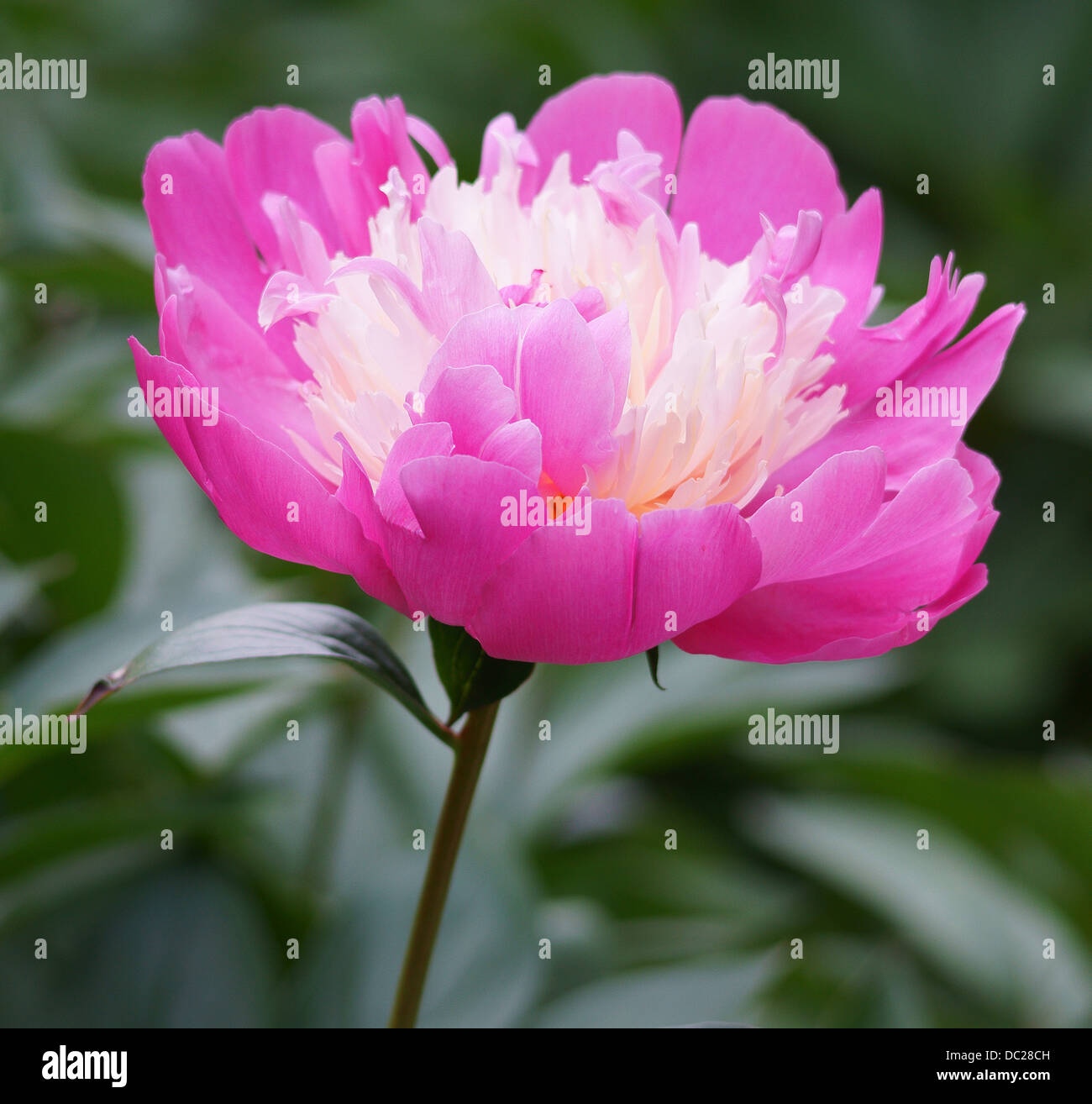 Peony hi-res stock photography and images - Alamy
