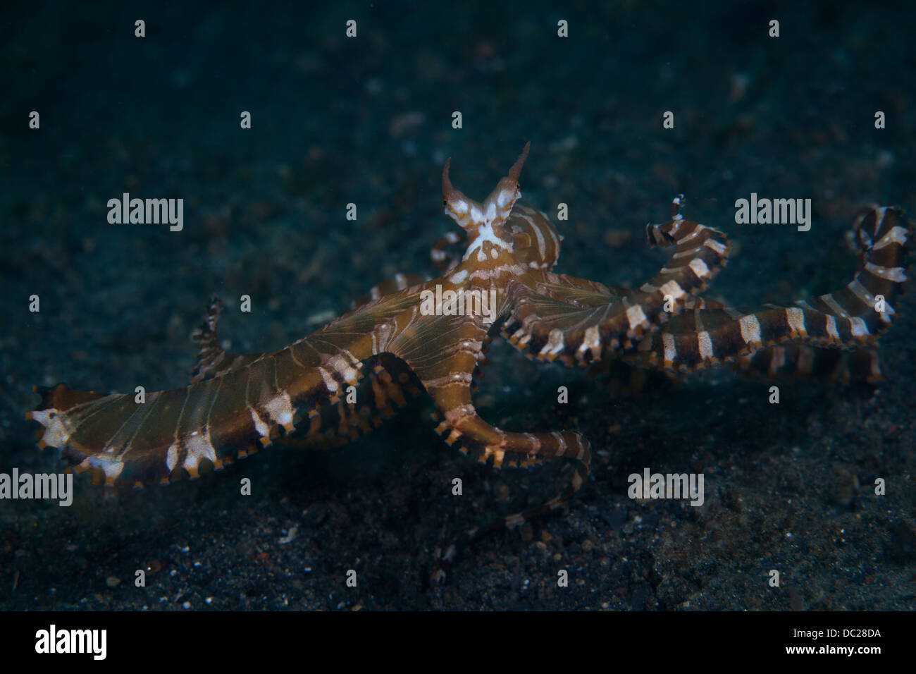 Wonderpus, Wunderpus photogenicus, Lembeh Strait, North Sulawesi ...