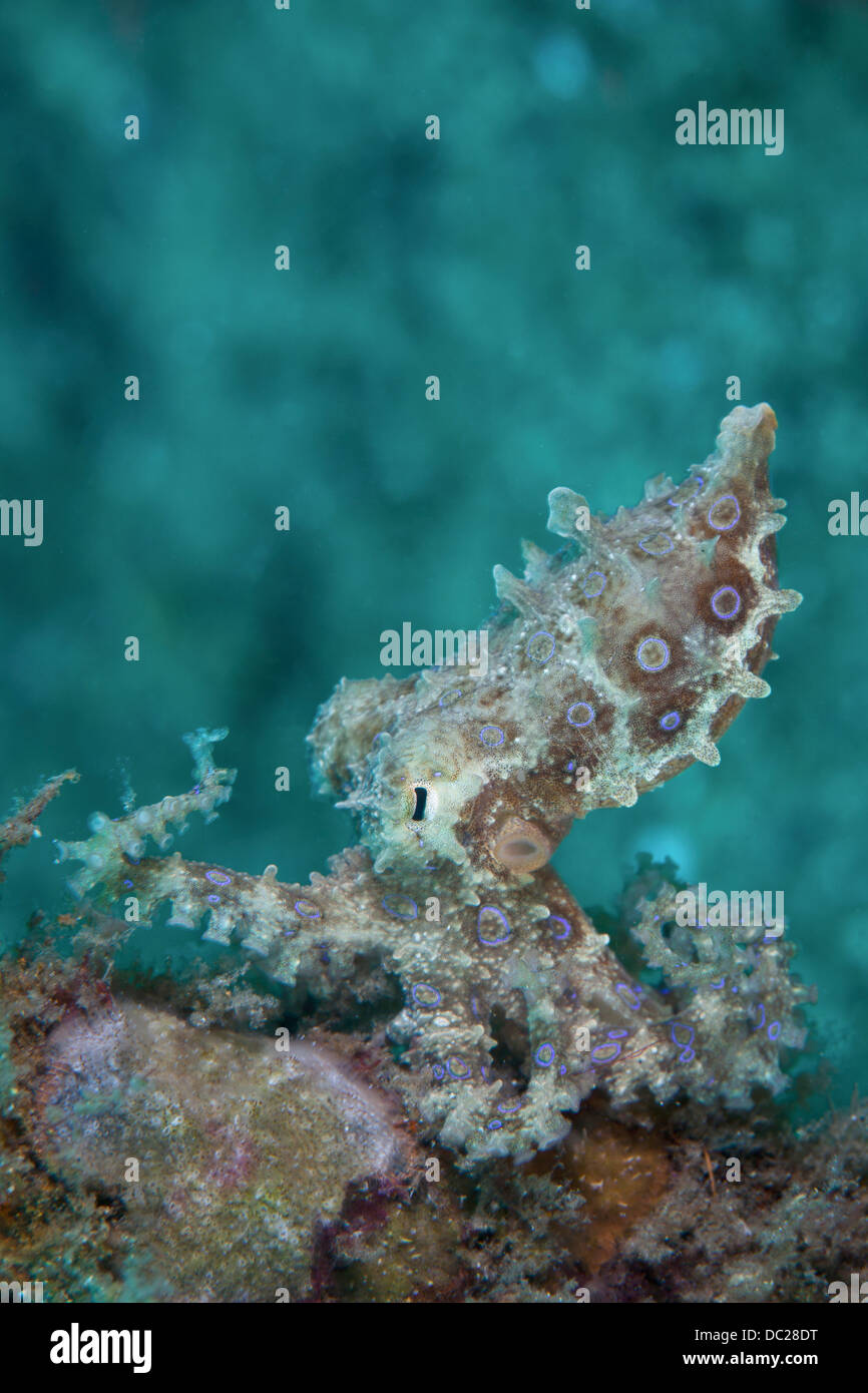 Greater Blue-ringed Octopus, Hapalochlaena lunulata, Lembeh Strait ...