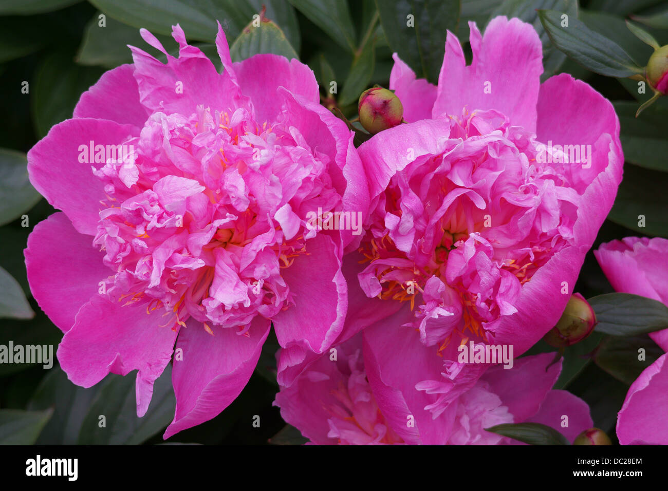 Two Pink peony peonies close up Peonia Stock Photo - Alamy