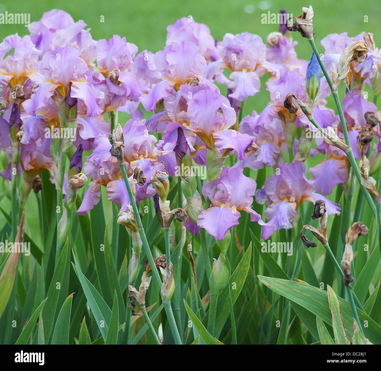 Pale purple violet iris flower flowers Stock Photo - Alamy