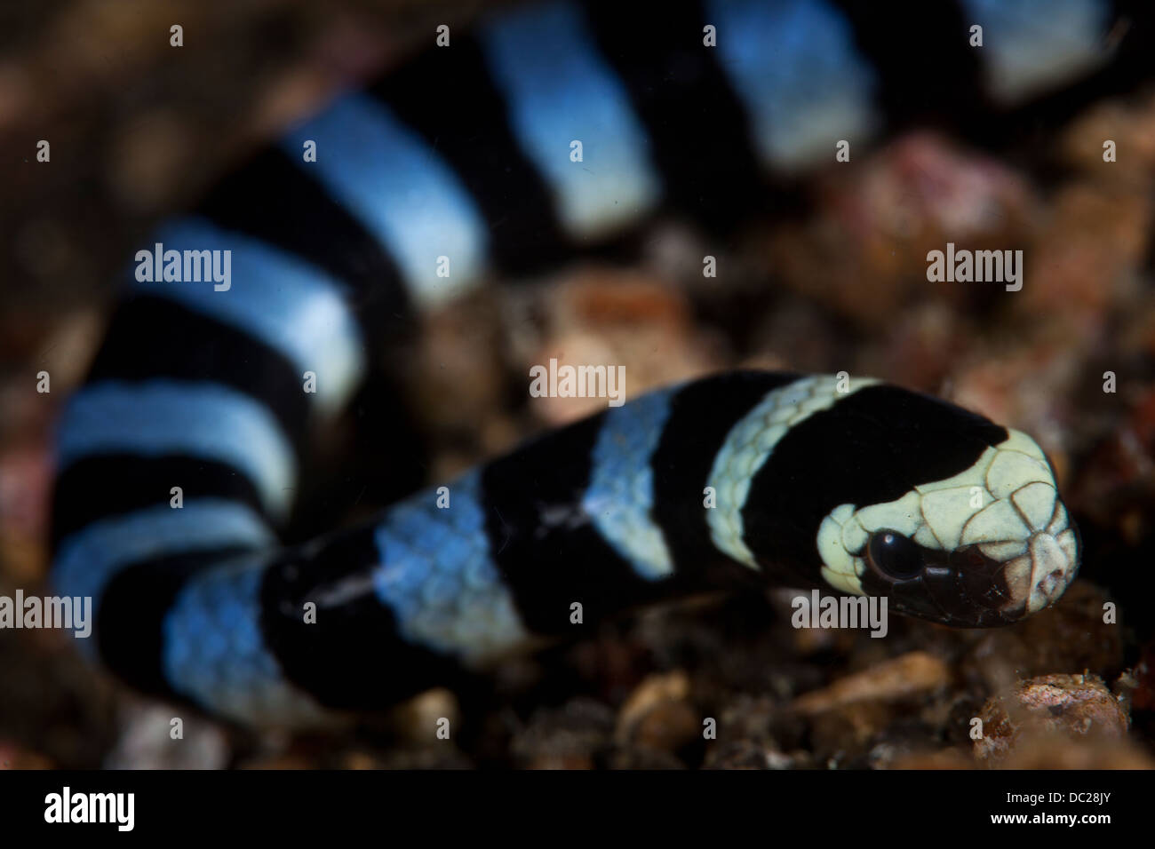 Indonesia sea snake snakes hi-res stock photography and images - Alamy
