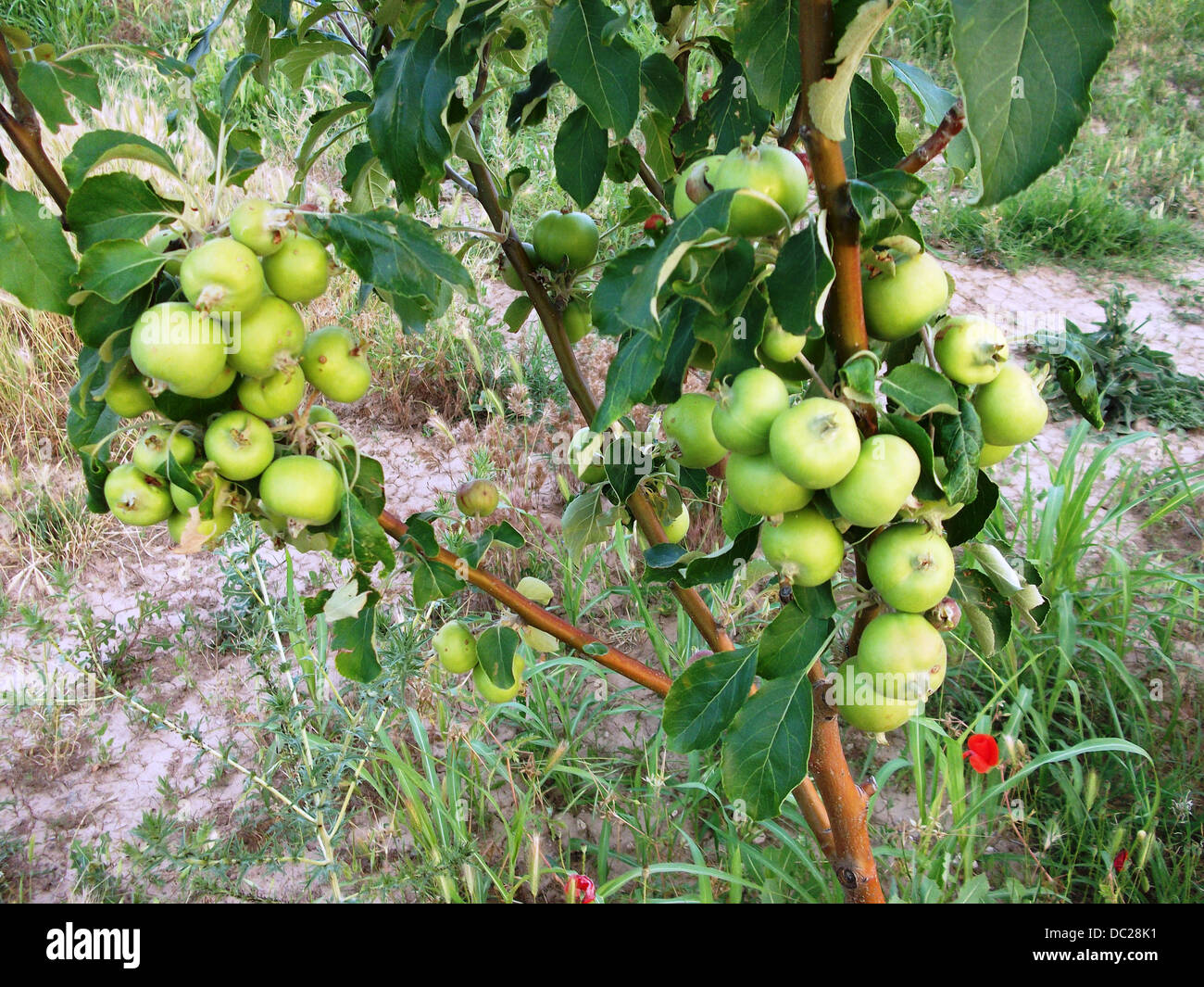green apple tree Stock Photo - Alamy