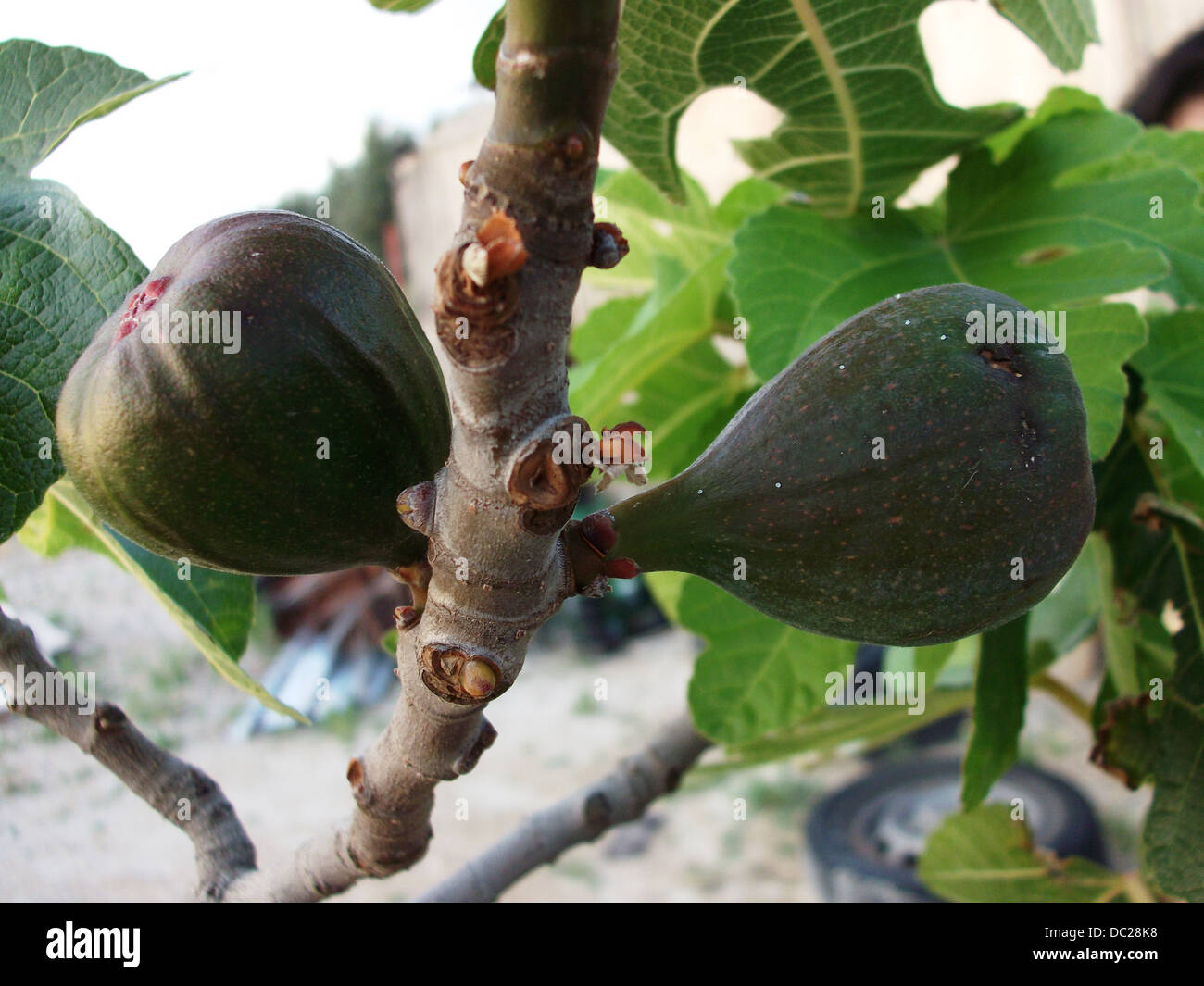 figs with defects Stock Photo - Alamy