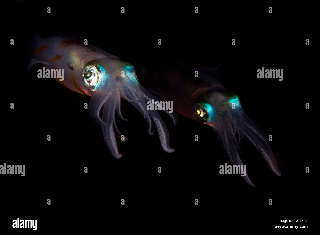 Bigfin reef squids hi-res stock photography and images - Alamy