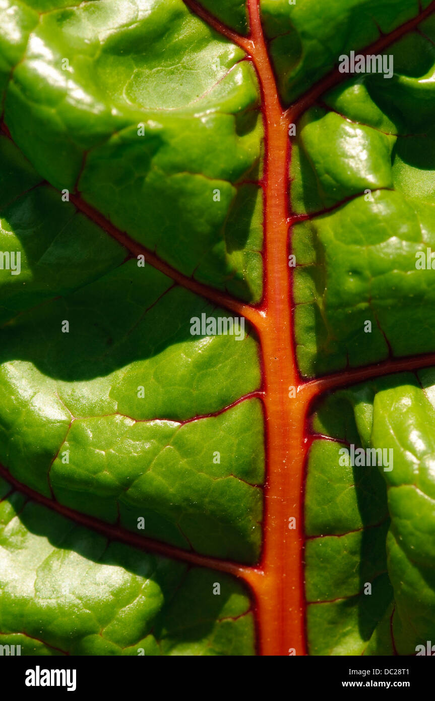 Close-up of chard leaf Stock Photo - Alamy